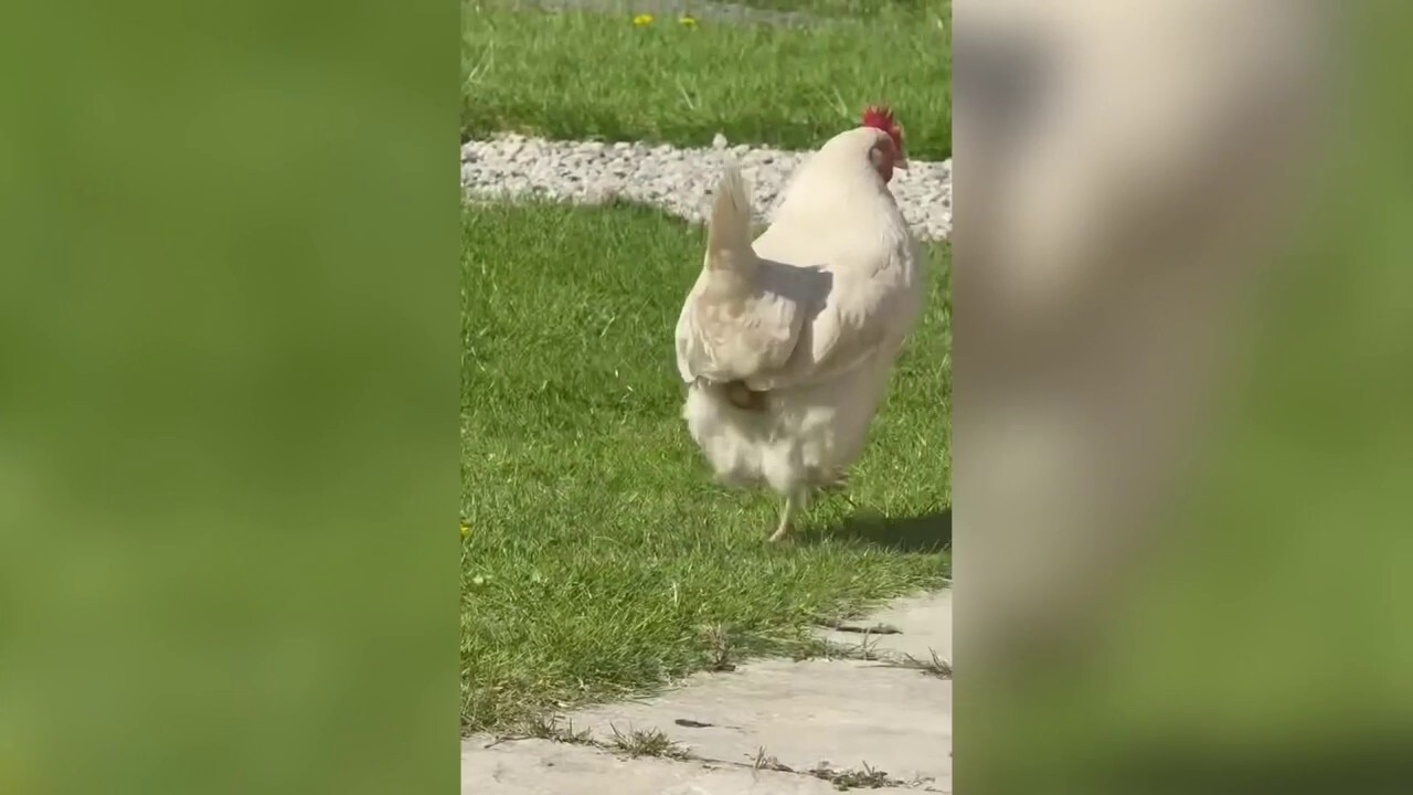 Watch Chicken lays egg while strolling through garden in rare moment ...