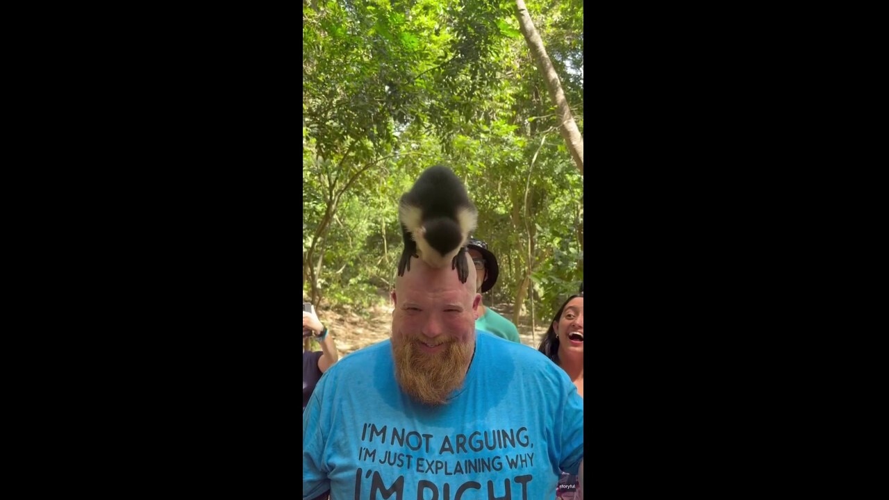 Watch Monkey makes a Texas tourist’s head its personal salt lick in ...
