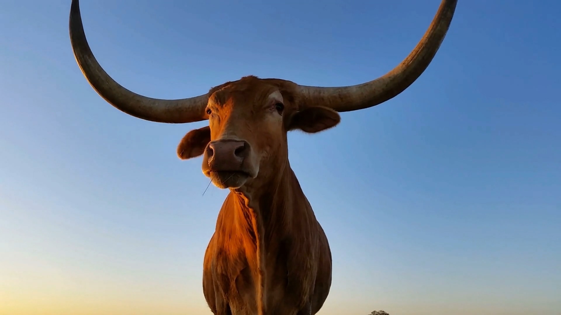 Watch Mansion Global: Season 3, Episode 15 "Texas Big" | FOX One