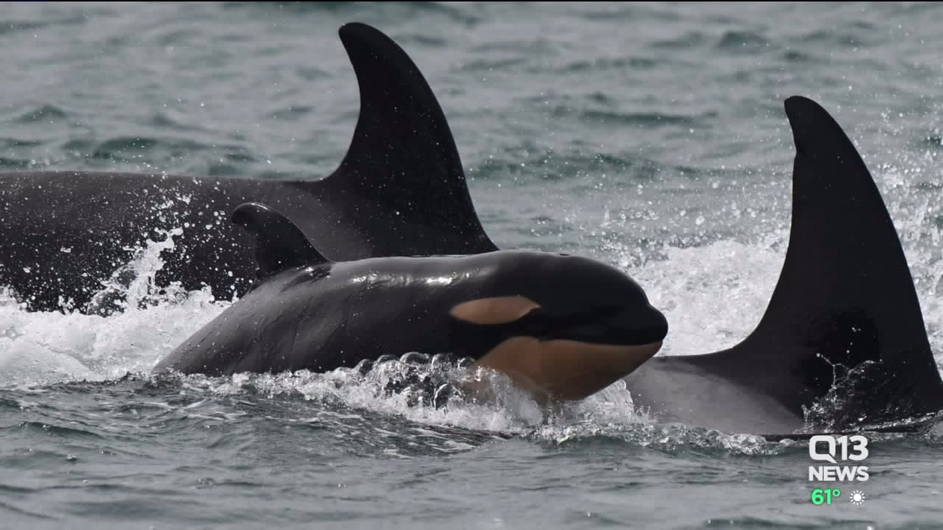 BABY ORCA SPOTTED IN SALISH SEA | FOX 13 Seattle
