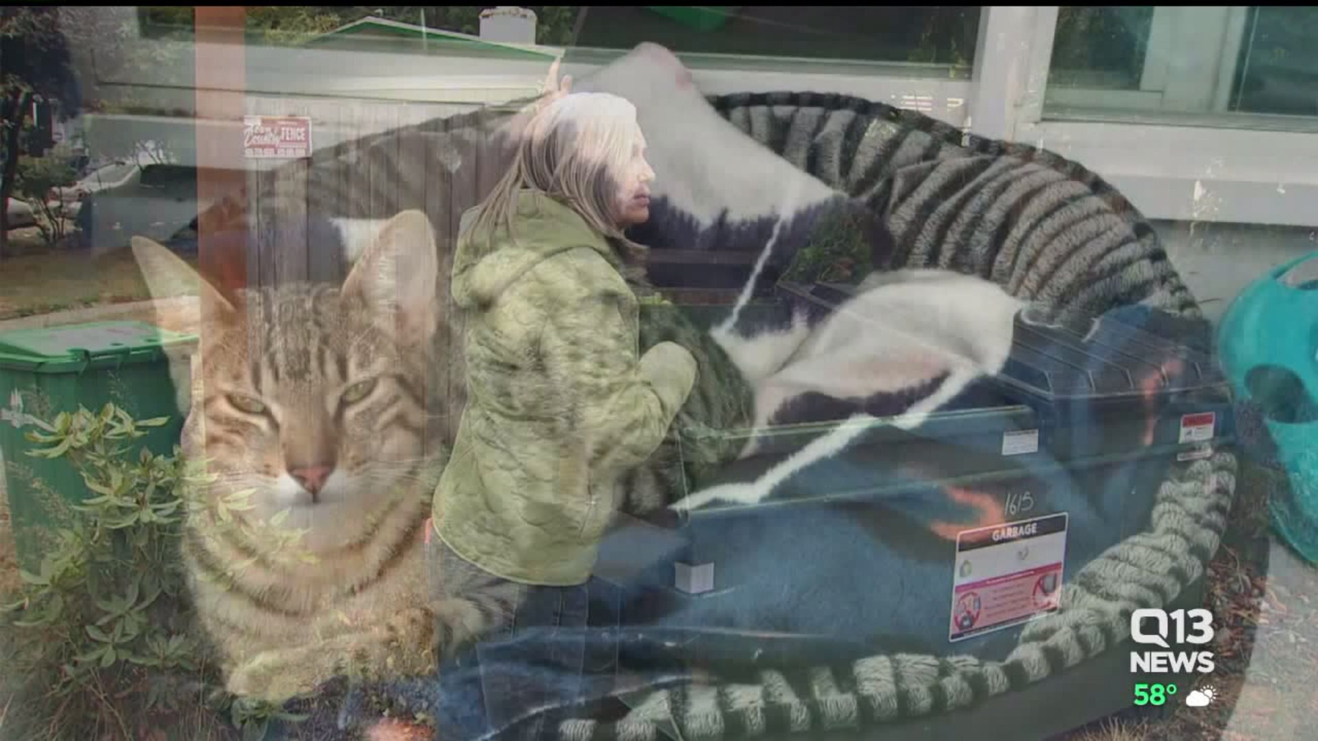 Police investigating killing of cat in Shoreline | FOX 13 Seattle