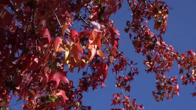 Fall foliage on display in Western Washington | FOX 13 Seattle