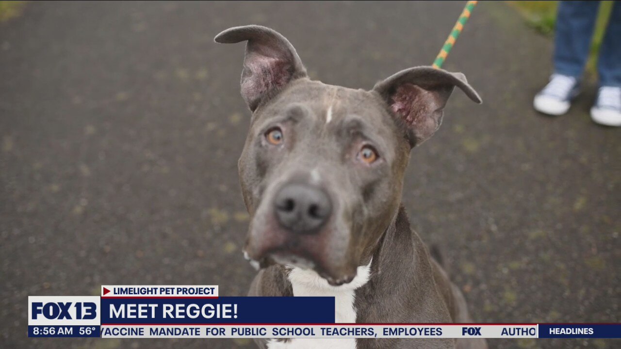 Pet of the Week: Reggie | FOX 13 Seattle