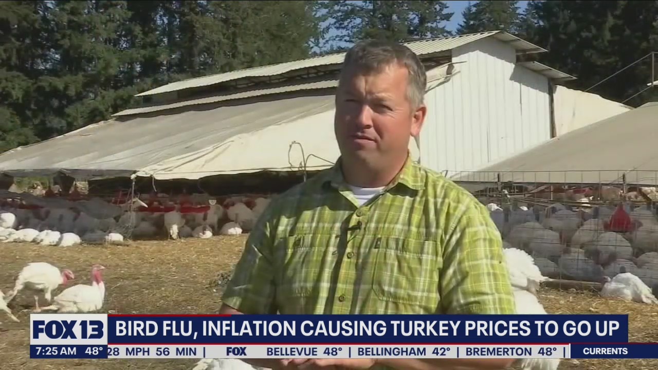 Bird flu, inflation causing turkey prices to increase | FOX 13 Seattle