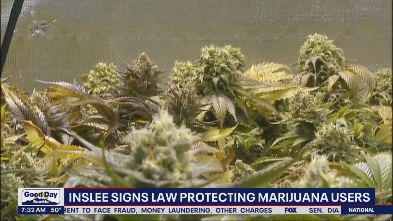 Inslee signs law protecting marijuana users | FOX 13 Seattle