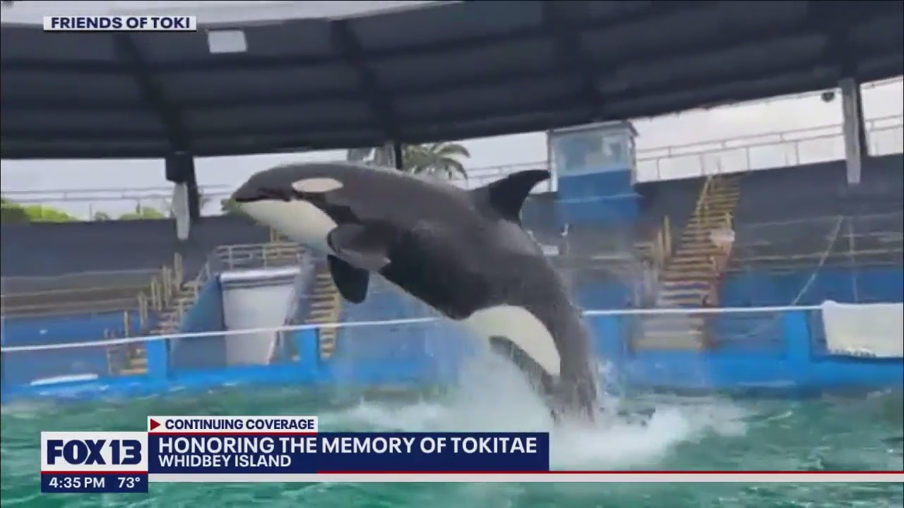 Remembering Tokitae: Vigil held in Washington and Florida | FOX 13 Seattle