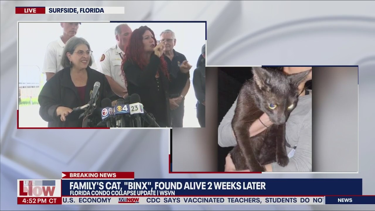 'Binx' the cat found alive two weeks after condo collapse | LiveNOW ...