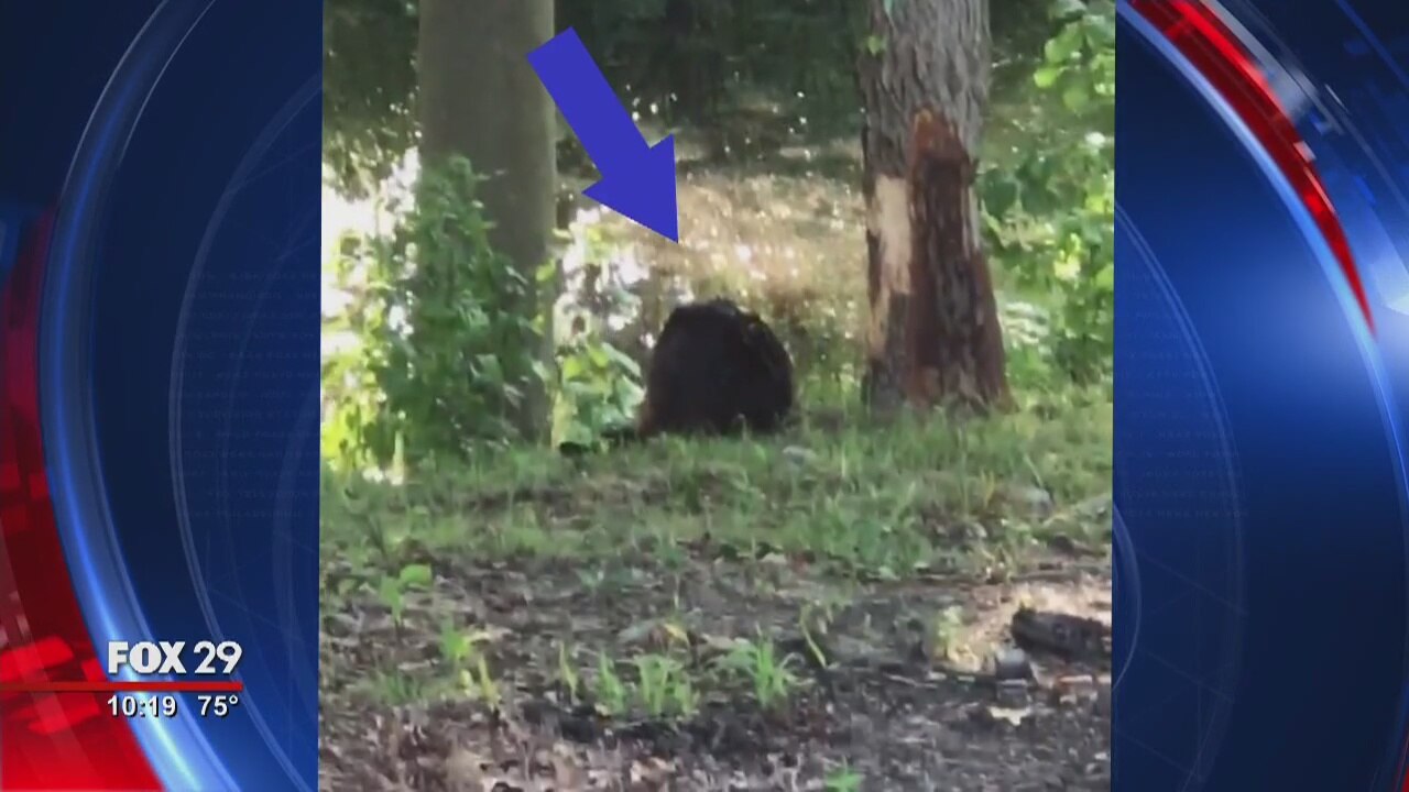 Black bear spotted in Evesham Township | FOX 29 Philadelphia