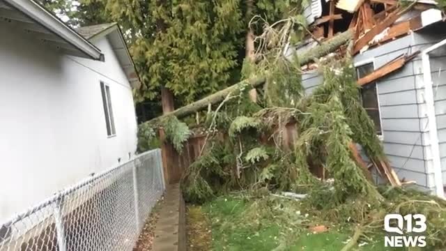 Everett tree in house | FOX 13 Seattle