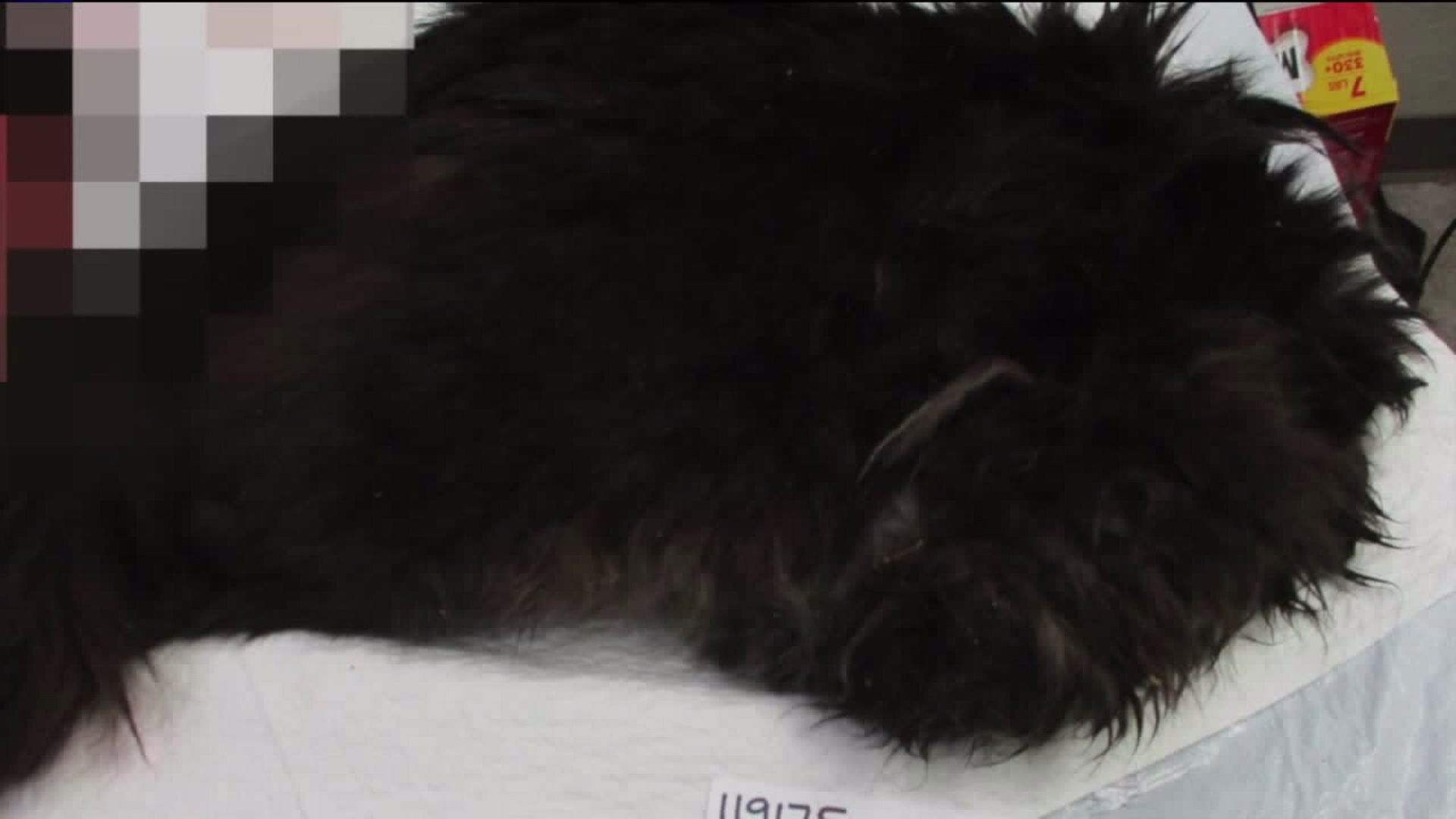 Reward increased in case of serial cat mutilations | FOX 13 Seattle