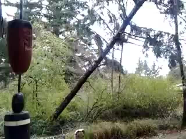 tree falling down.mp4 | FOX 13 Seattle