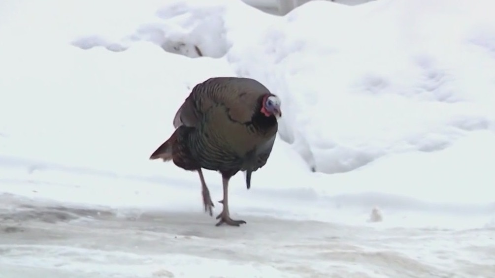 Turkey causing trouble for residents in Minnesota community | FOX 32 ...