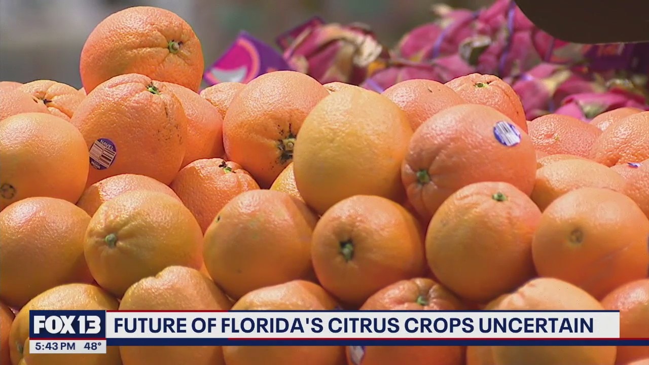 Future of Florida's citrus crops uncertain | FOX 13 Seattle