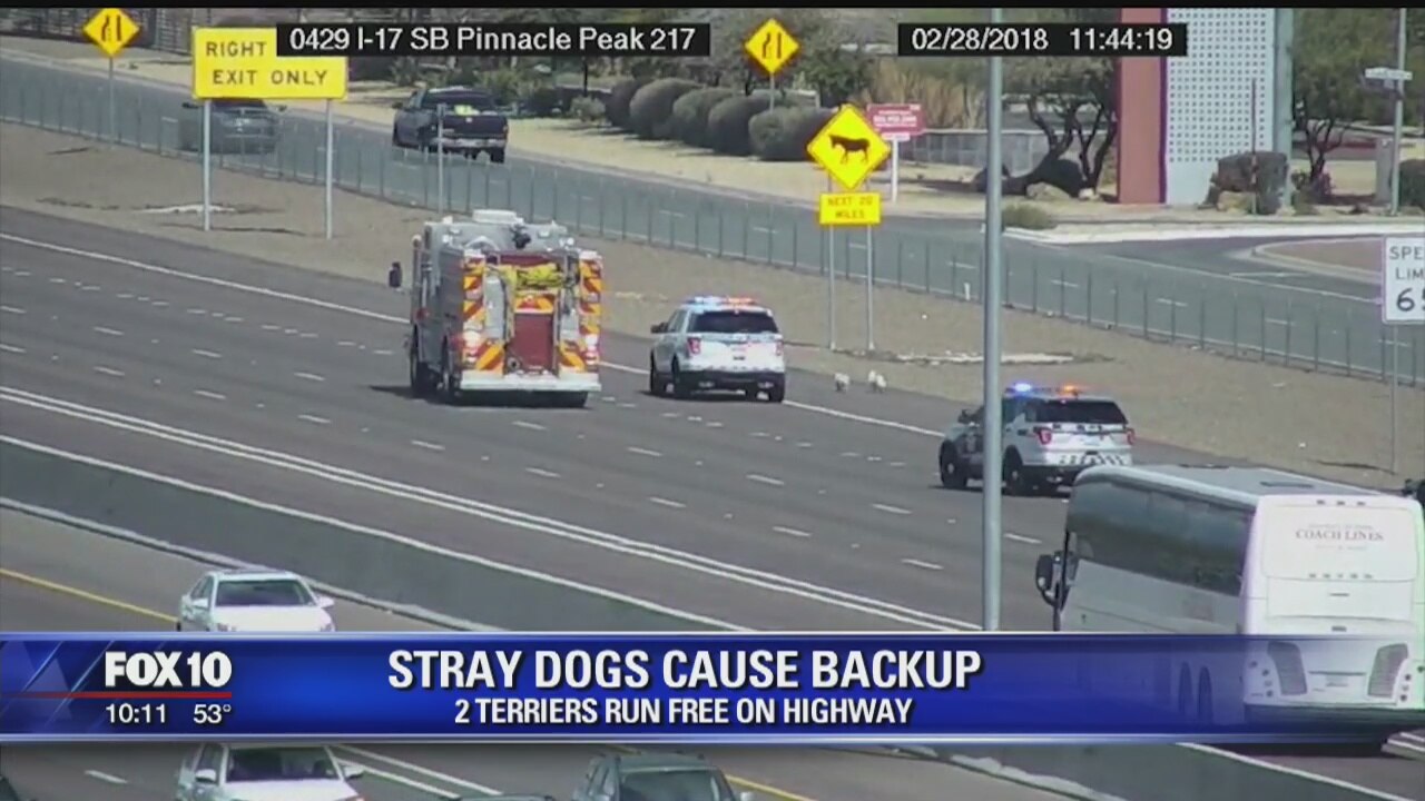 Dogs running on highway cause Interstate 17 traffic jam | FOX 10 Phoenix