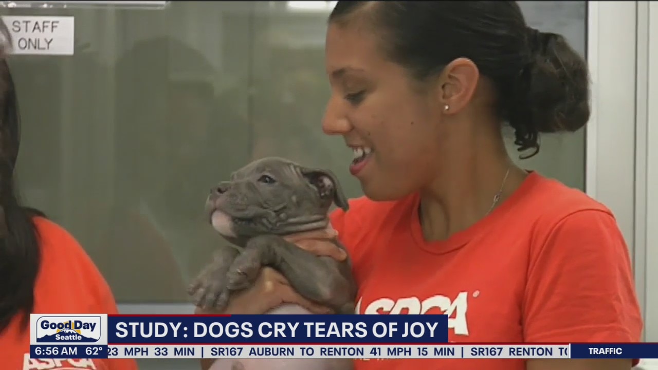Study: Dogs can cry tears of joy | FOX 13 Seattle