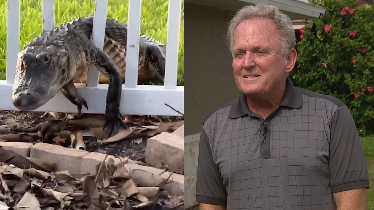 'I was shocked!' man encounters momma gator | FOX 35 Orlando