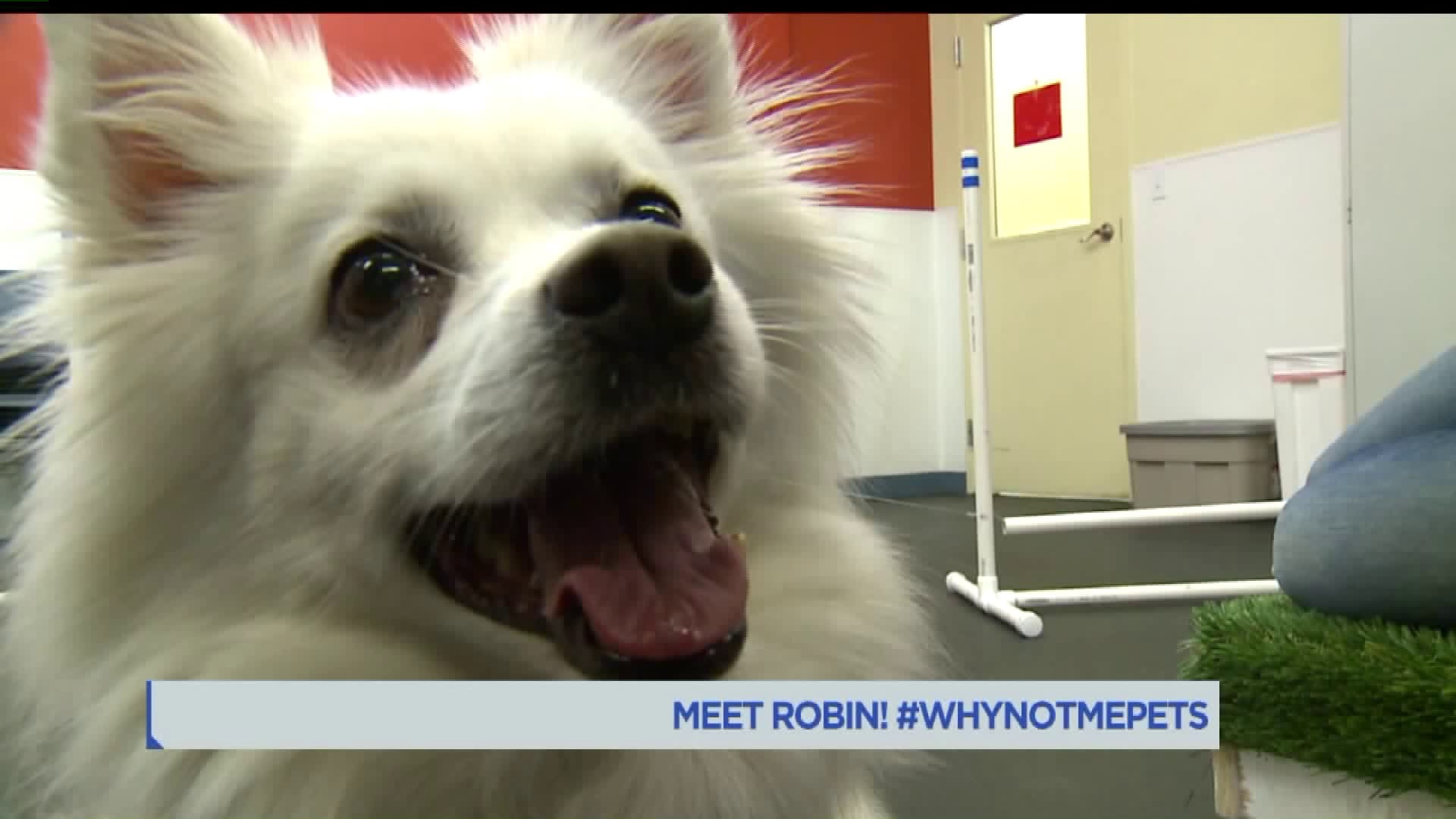 Meet Robin! #WhyNotMePets | FOX 13 Seattle